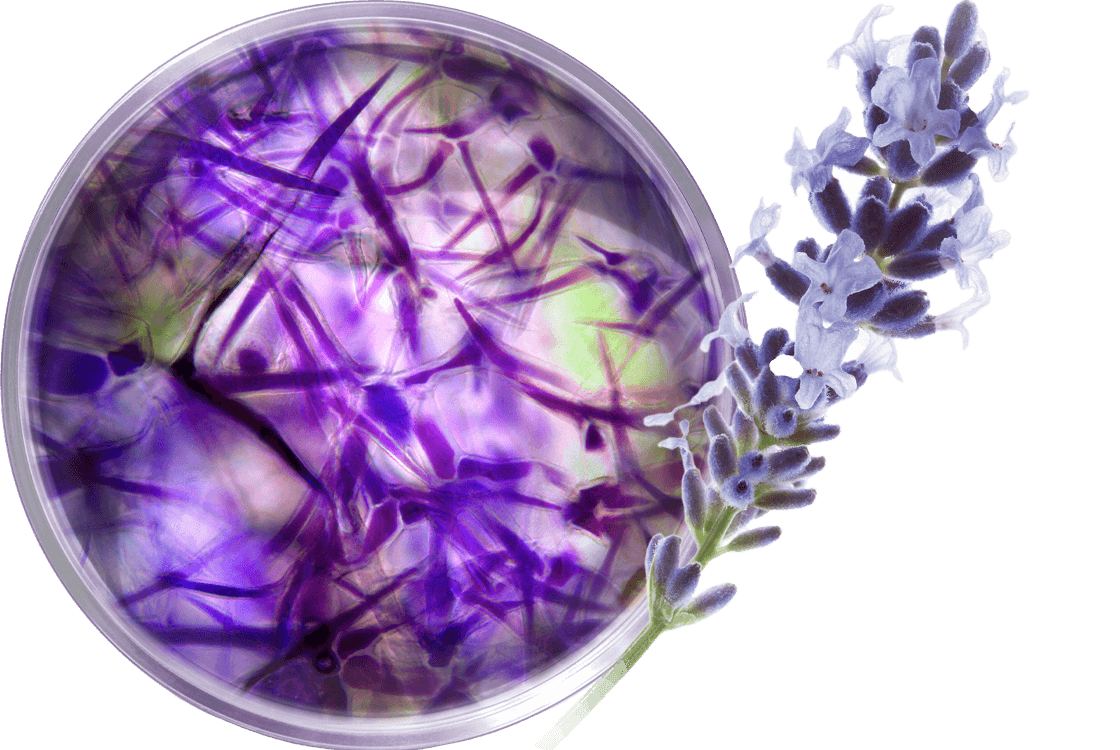 Creme de nuit anti age, régénérante aux probiotiques - Dr Pierre Ricaud