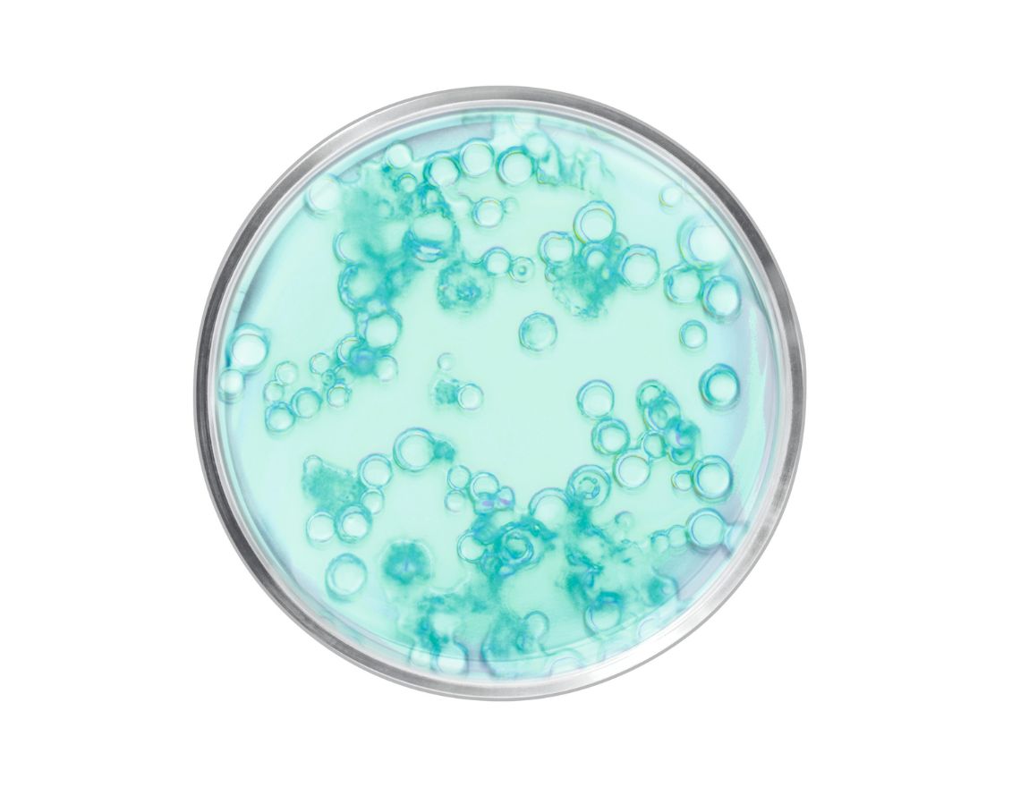 Qu’est-ce qu’un prébiotique ? - Dr. Pierre Ricaud - Dr Pierre Ricaud